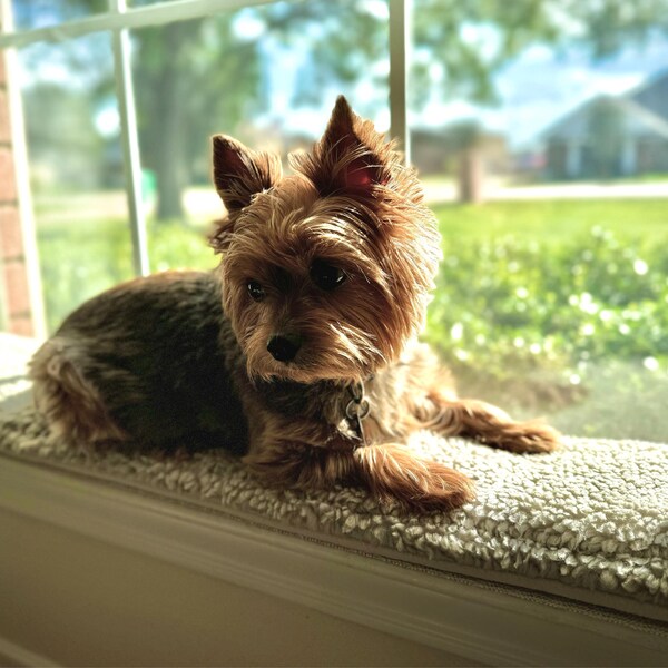 Window Sill Cat Pad 8/ Pet Window Cushion/ Sill Cushion/ Window Cushion ...