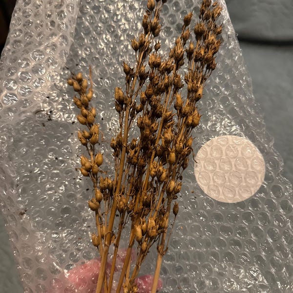 REAL ART - Original Artwork by Adrienne Deloe - Insect Art - Berries ...