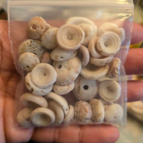 Opihi Limpet Hawaiian Shells | 10 Shells | Hawaii Shell Jewelry Making ...