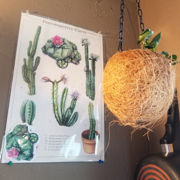 Psychoactive Cacti - Botanical Art Print - Etsy
