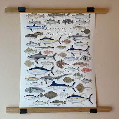 24x36 Offshore Fishes of the Atlantic & Gulf of Mexico Poster, Offshore ...