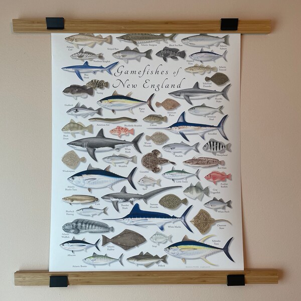24x36 Gamefishes of the Gulf of Mexico Poster; Gulf of Mexico Fish ...