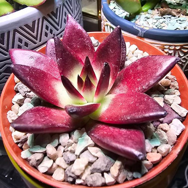Echeveria 'red Coral' , Rare Live Succulent - Etsy
