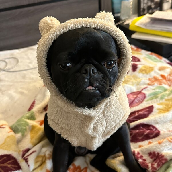 Frenchie Clothes, Frenchie Bulldog Clothes and Sweater - Etsy