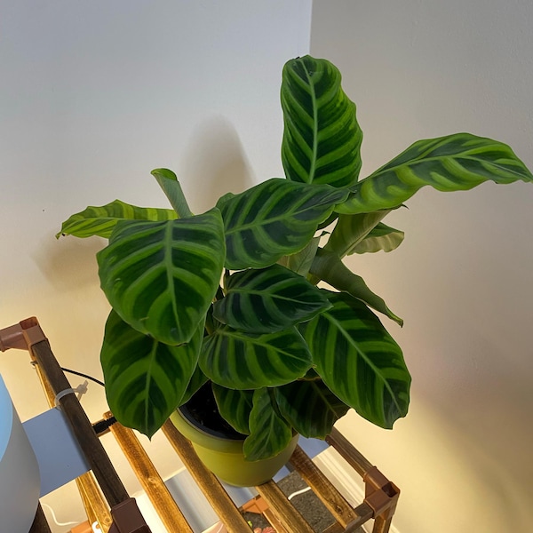 Mican Philodendron | Velvet Leaf Philo | Indoor & Outdoor Live Tropical ...