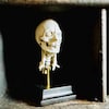 PARACAS ELONGATED SKULL Miniature. Cranial Deformation From Peru for ...