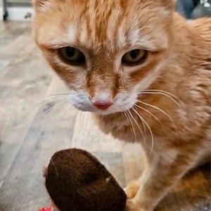 Siamese Catnip Toy, Tuxedo Cat Catnip Toy, Panther Catnip, Butterscotch Catnip Toy, Jungle Cats ...