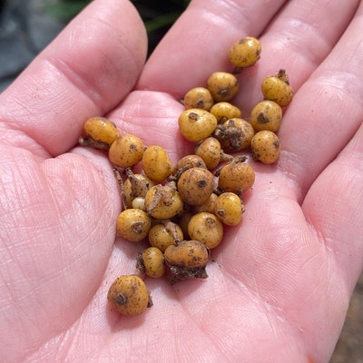 Squirrel Corn, Dicentra Canadensis, Pollinator, Herbaceous Perennial ...