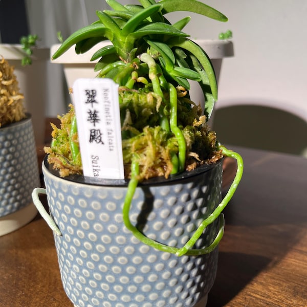 Neofinetia Falcata Juyeong 朱影/orchid/vanda/fragrant/miniature - Etsy