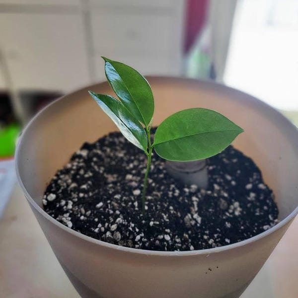 CHAYA Mayan Miracle Mexican Tree Spinach Organic Deeply Lobed Leaf ...