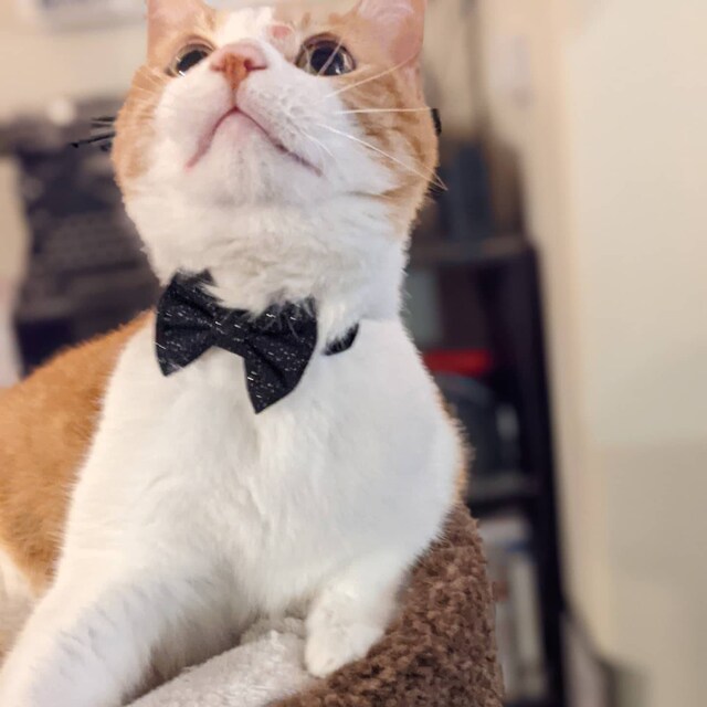 SnoopCattyCatt | Etsy