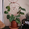 Twisted Copper Flamingo Hoop Trellis Hoya Trellis Circle Trellis ...