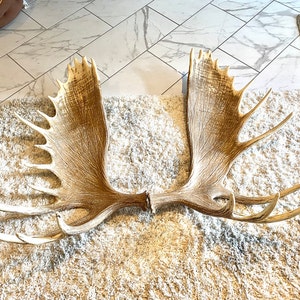 Faux European Alaskan Moose Mount - Etsy