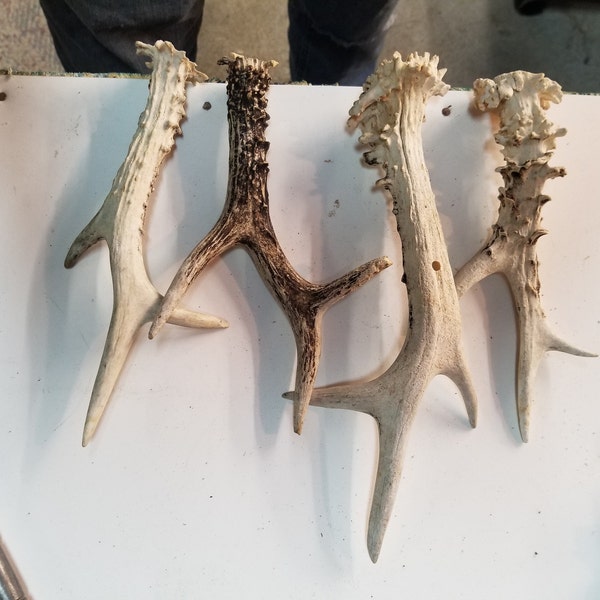 Random White Roe Deer Antler capreolus Capreolus European Species ...