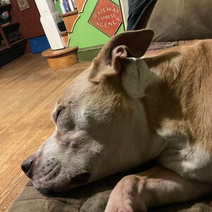 Modified Hoxsey With or Without Boneset - Etsy