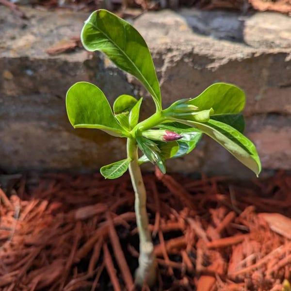 1 Grafted Double"black Purple" Adenium Obessum/desert Rose Plant. 4-6 ...