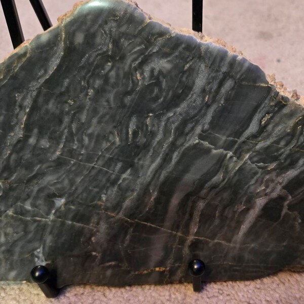 Fossil Wood Round, End Cut, MIRROR POLISHED , Neotropical Hardwood ...