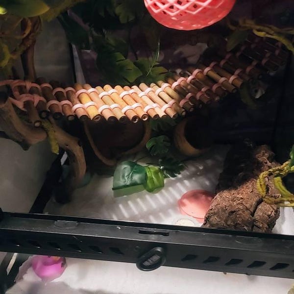 Bamboo Bridge - 2.5" Width - (perfect for Young Crested Geckos, Tree ...