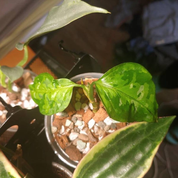 Aglaonema Pictum Tricolor Starter Plant ALL Plants Require You to Purchase ANY 2 Plants - Etsy