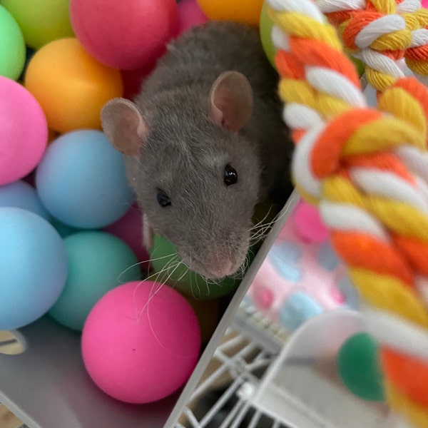 Natural Jute Rope Net 50 X 30cm Cage Accessory Climbing Net Fall ...