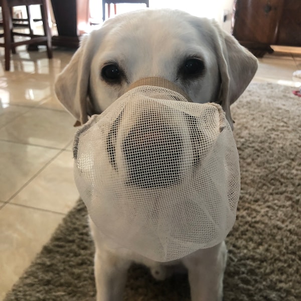 Smuzzle: A Soft Muzzle That Lets Your Dog Smile - Etsy