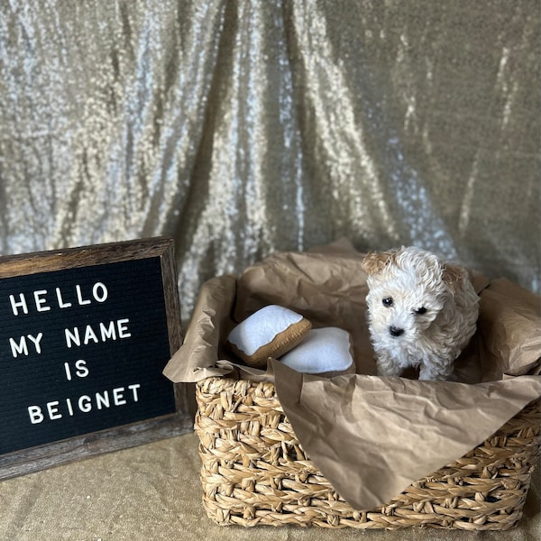 Beignet Cat Toy - Etsy