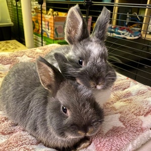 Rabbit Bunny Bed Mat | Etsy