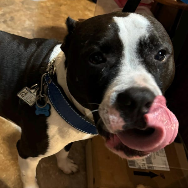 Leather Dog Collar, Personalized Name Plate, Bucket Studded Leather Dog ...