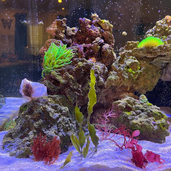 LIVE | 10-pack Macro Algae Sampler | Macro Algae/macroalgae Coral for ...