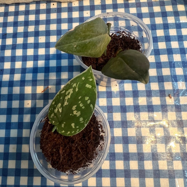 RARE Scindapsus Tricolor Mature 3-leaf *US Seller* - Etsy