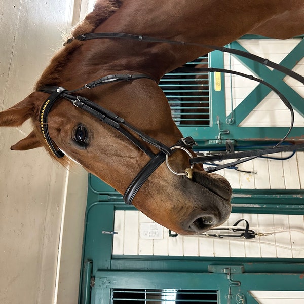 Navy Blue Velvet GP Saddle Pad Matchy Matchy Pony / Cob / Full / X Full ...