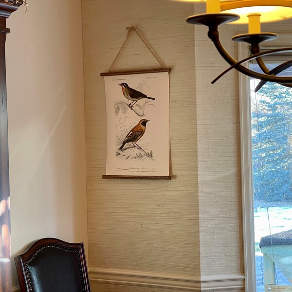 Buff-sided Robin Bird Illustration on Canvas Ready to Hang Decorative ...