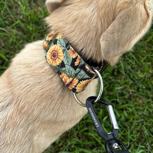 Turkeys on Black Greyhound Martingale Dog Collar 1.5, 2, Buckle ...