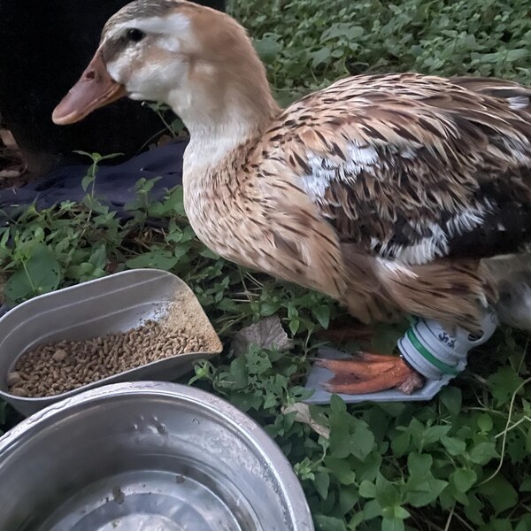 Full Leg and Foot Splint for Chicken or Duck - Etsy