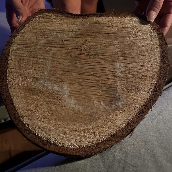 Natural Silver Birch Hardwood Round Log Slices Rustic Green Hard Wood ...