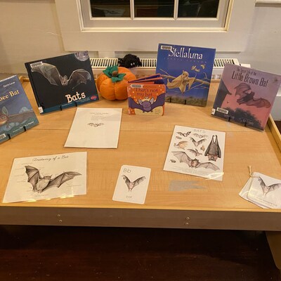 Bat Nature Study - Etsy