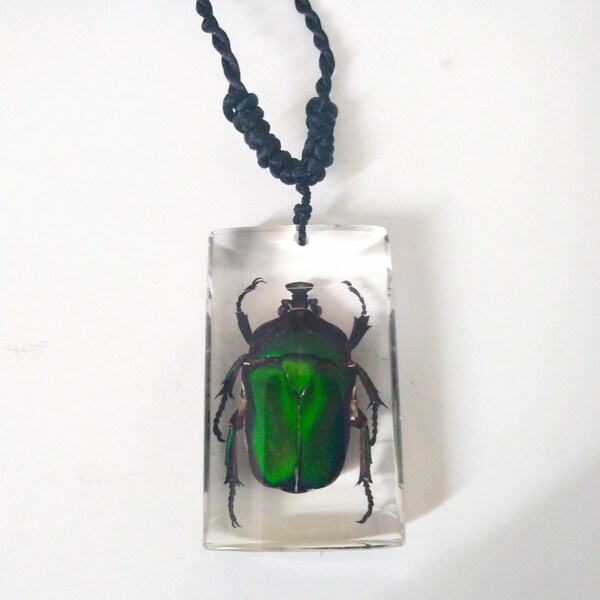 Polybothris Gemma One REAL Blue Jewel Beetle Buprestid Madagascar - Etsy