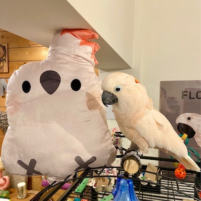 Bird Mochi Poster - Etsy