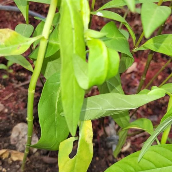 Fakahatchee Grass | LIVE PLANT | Eastern Gamagrass | Accent | Border ...