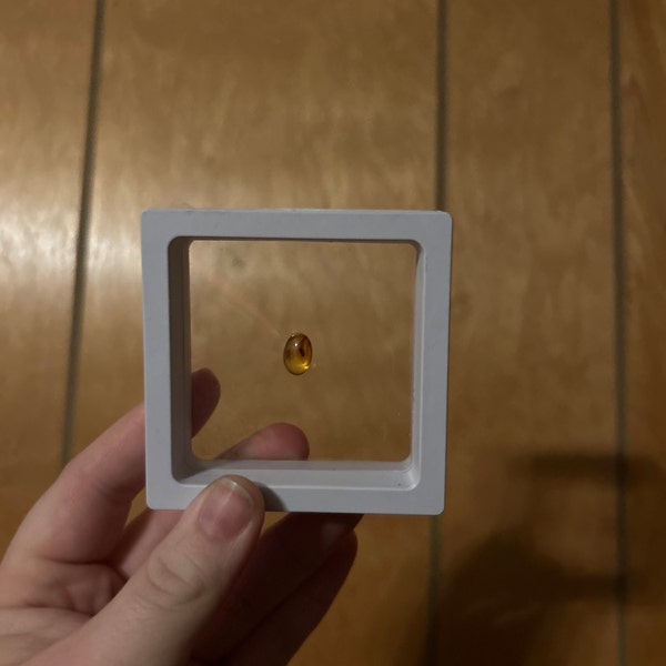 GENUINE Fossil Insect Inclusion in Burmese Amber Kit - Includes ...