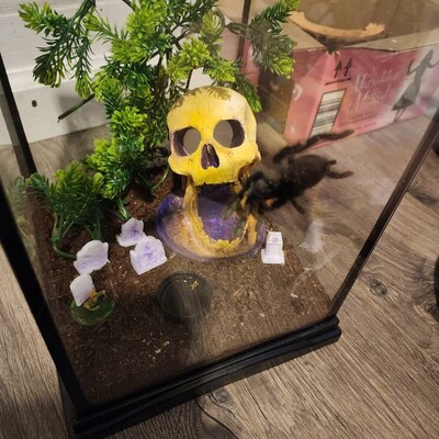 Jumping Spider Enclosure. Small Cauldron Acrylic Glass Enclosure for ...