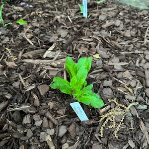 Prairie Ninebark physocarpus Opulifolius Starter Shrub - Etsy