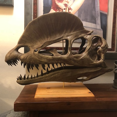 Dilophosaurus Skull 1:1 Scale Model Hand-painted Keepsake and Display ...
