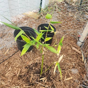 Bambusa lady Finger Clumping Non-invasive Bamboo Plant - Etsy