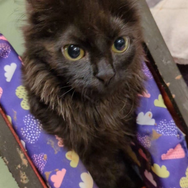 Prosoft Food Safe Waterproof PUL Fabric - Etsy