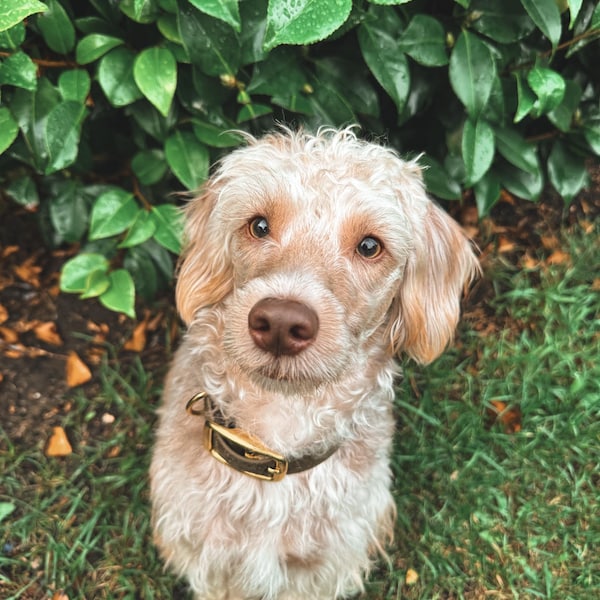 Khaki Waterproof Dog Collar | Personalised Biothane | Custom Print ...