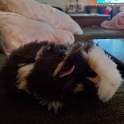 Custom Guinea Pig Stuffed Animal Pet Replica - Etsy