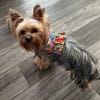 Dog Harness - Star Spangled Easy-on Dog Harness - 9 Sizes - Etsy