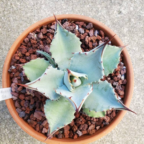 Sm.1g Aloe Excelsa,rarely Seen in Cultivation.seed Grown From South ...