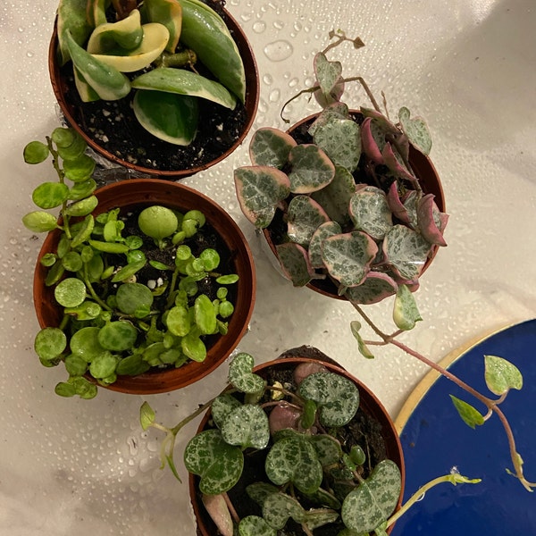 String of Turtles, Peperomia Prostrata, Turtle Vine, Trailing House ...